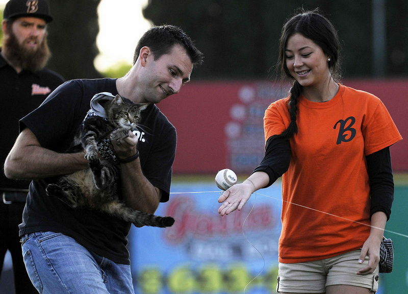 Tara, pisica care a salvat un băiețel de la un câine. Acum e vedetă ...