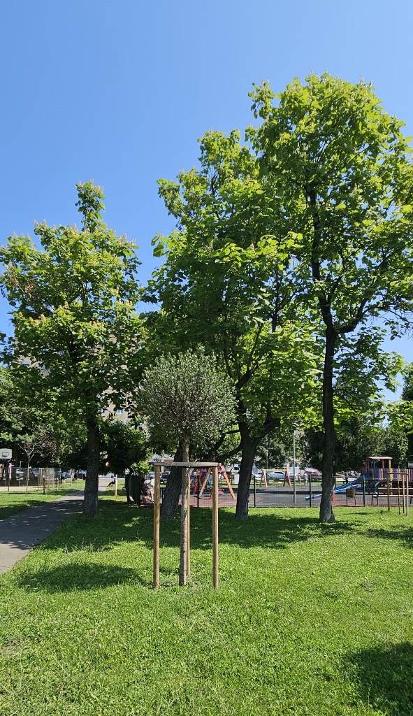 Nu doar tăieri, ci şi arbori noi. 271 de copaci au fost plantaţi în ...