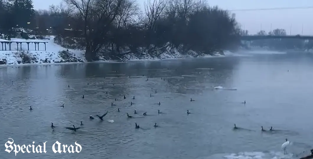Zeci de cormorani au „pus stăpânire” pe râul Mureș, în centrul Aradului ...